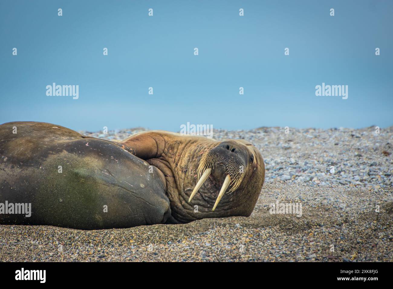 Animals in the arctic hi-res stock photography and images - Alamy
