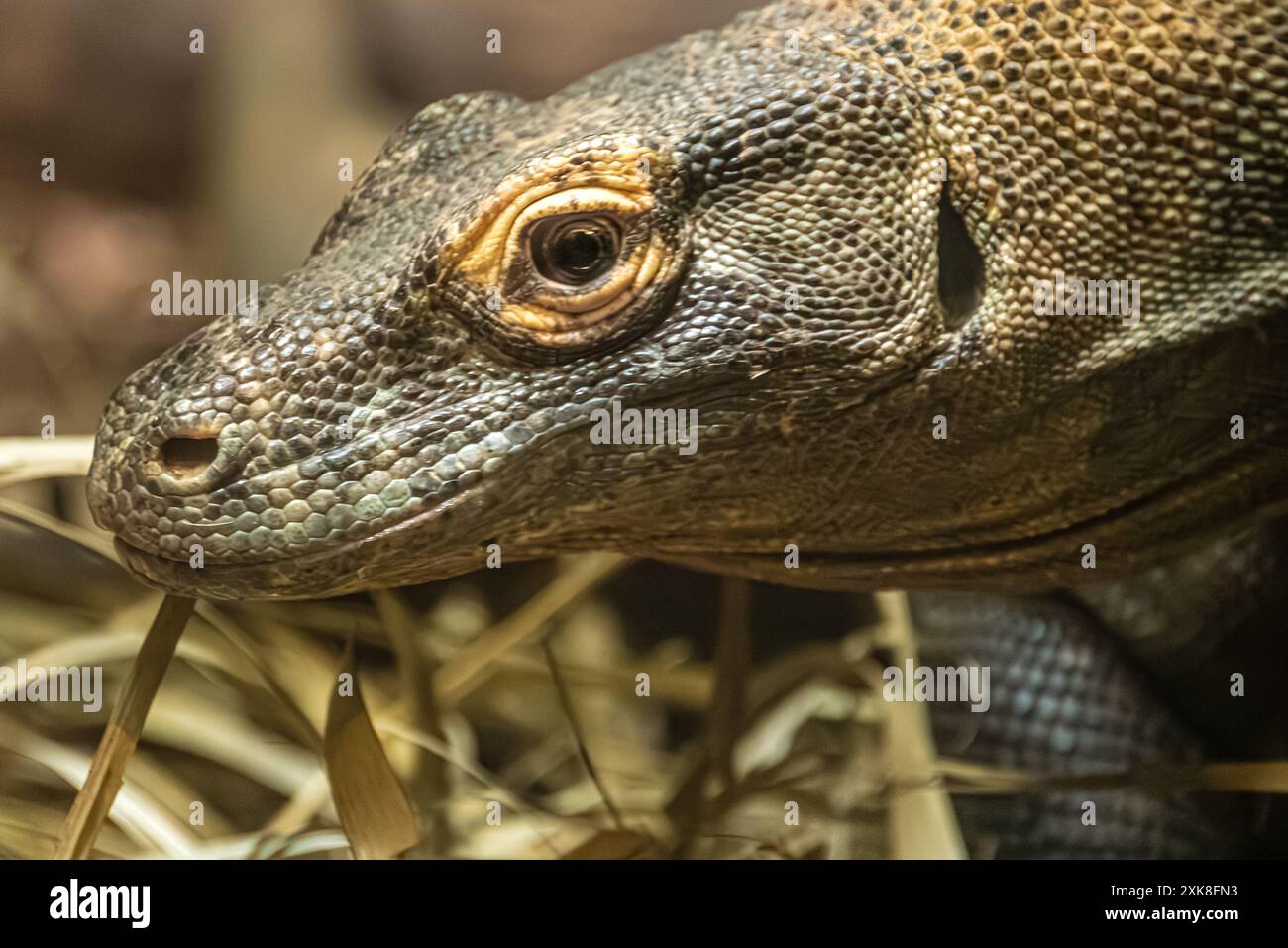 Komodo dragon (Varanus komodoensis), also known as a Komodo monitor, at ...