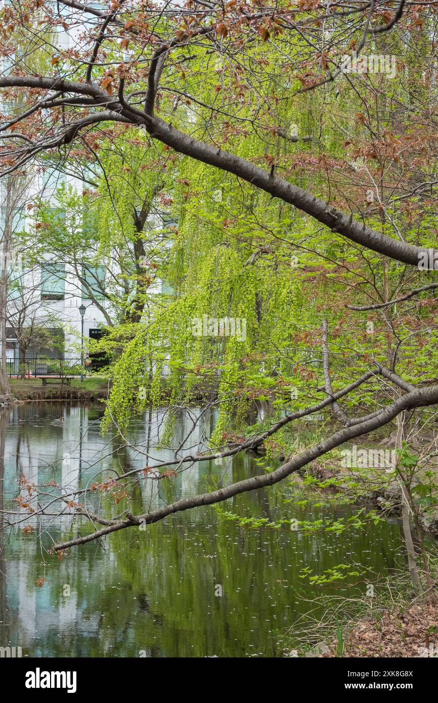 Early spring in the grounds of the former Hokkaido Government Office ...
