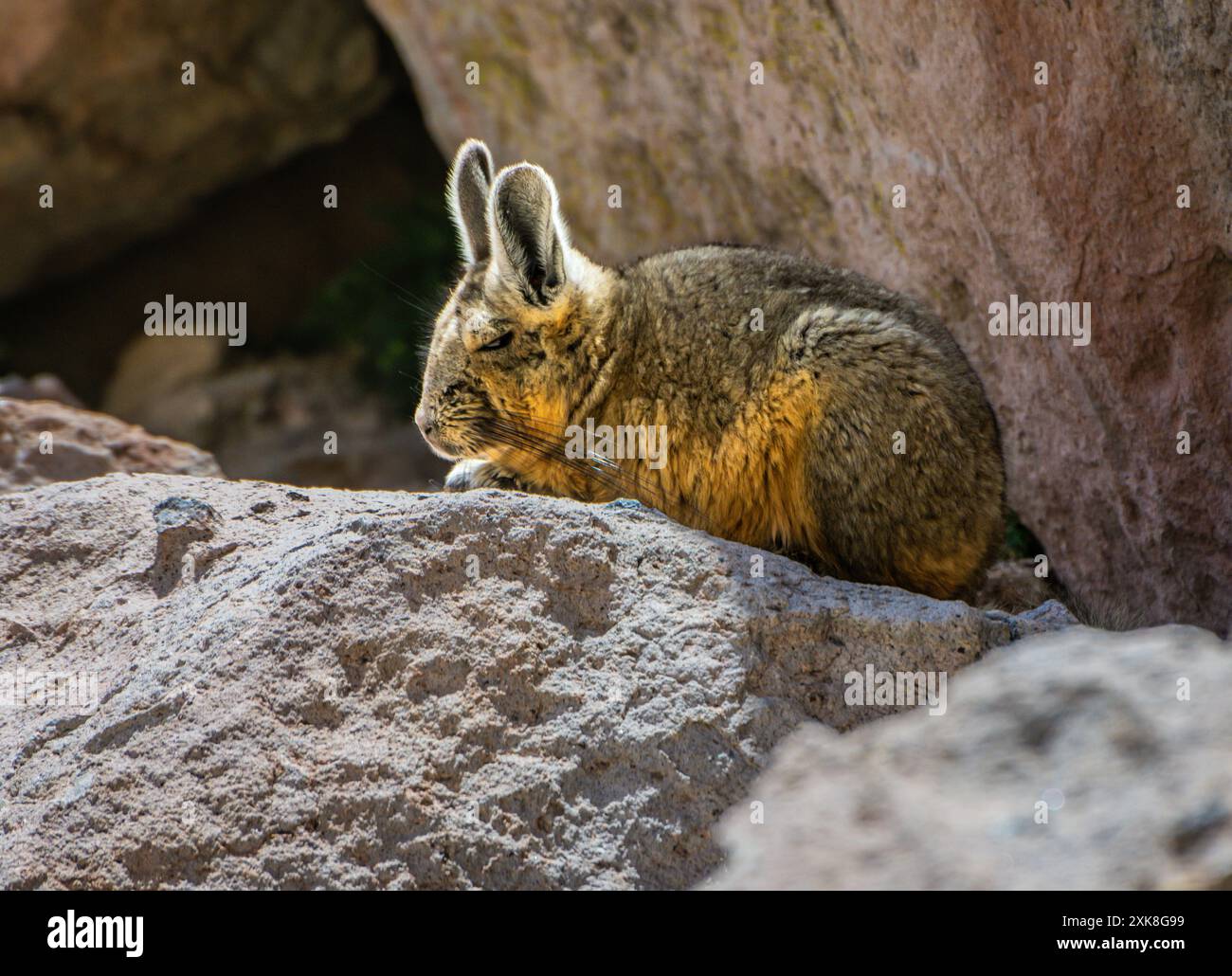 Patagonian Mara (Dolichotis patagonum) Great Mara Patagonia Argentina ...