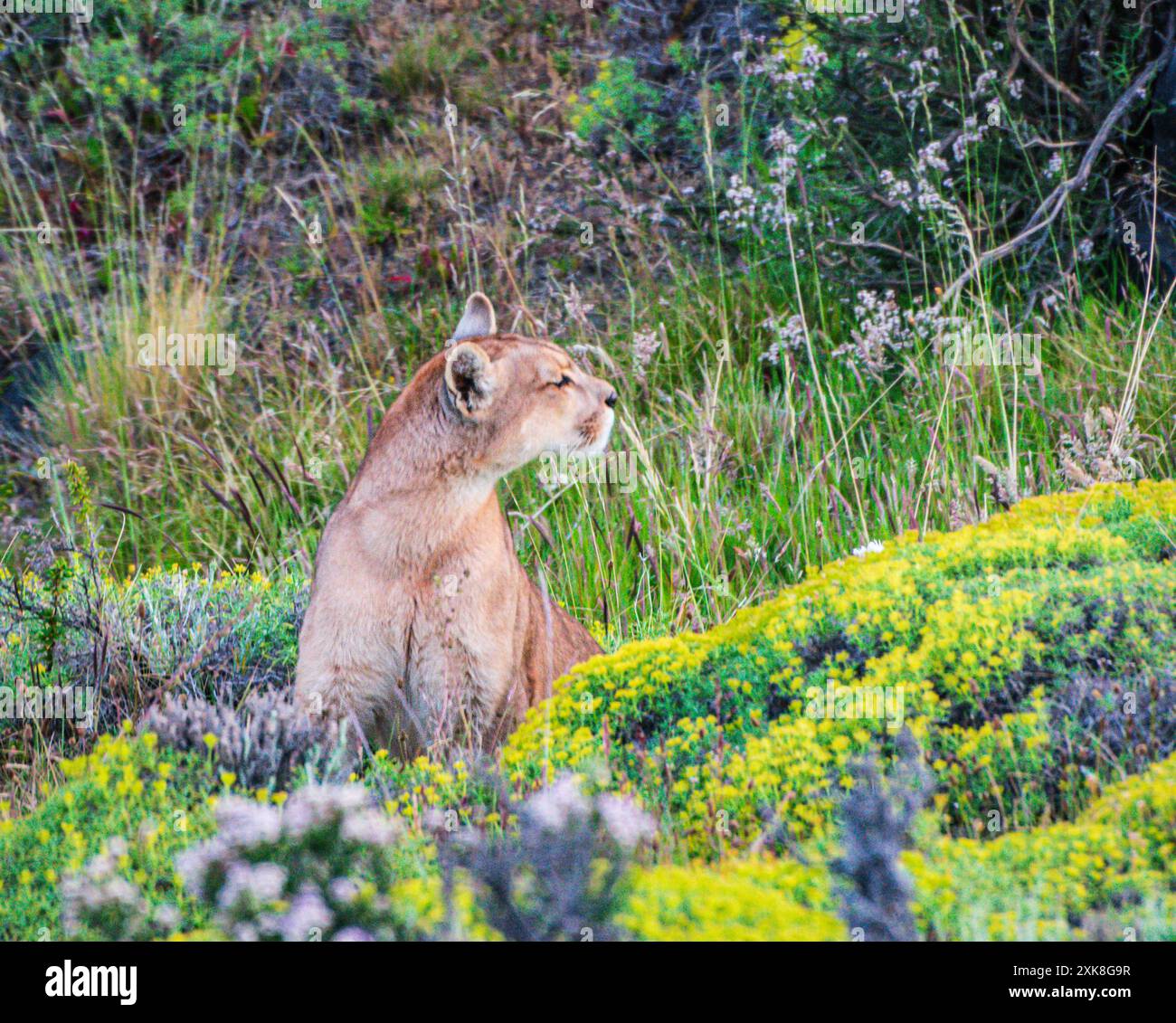 Female Puma in Torres del Paine National Park Stock Photo - Alamy
