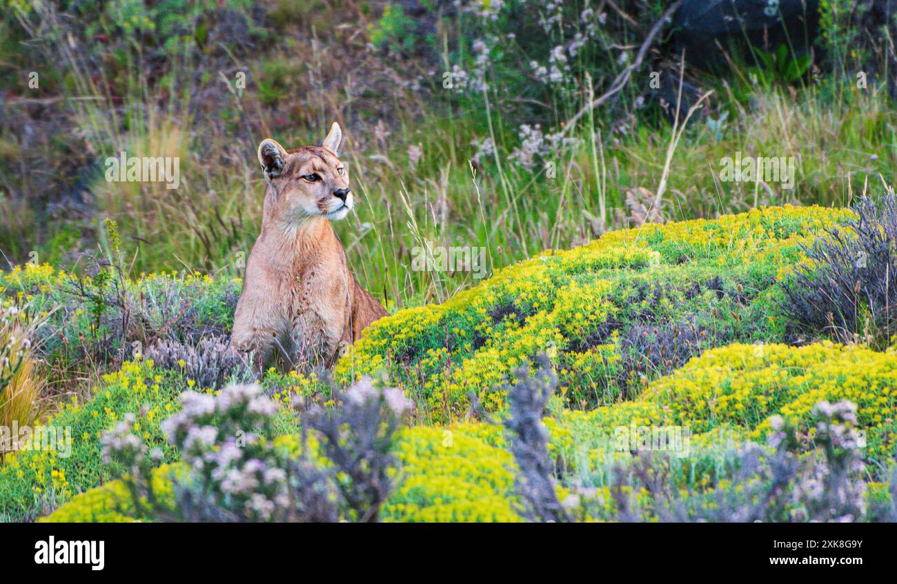 Female Puma in Torres del Paine National Park Stock Photo - Alamy