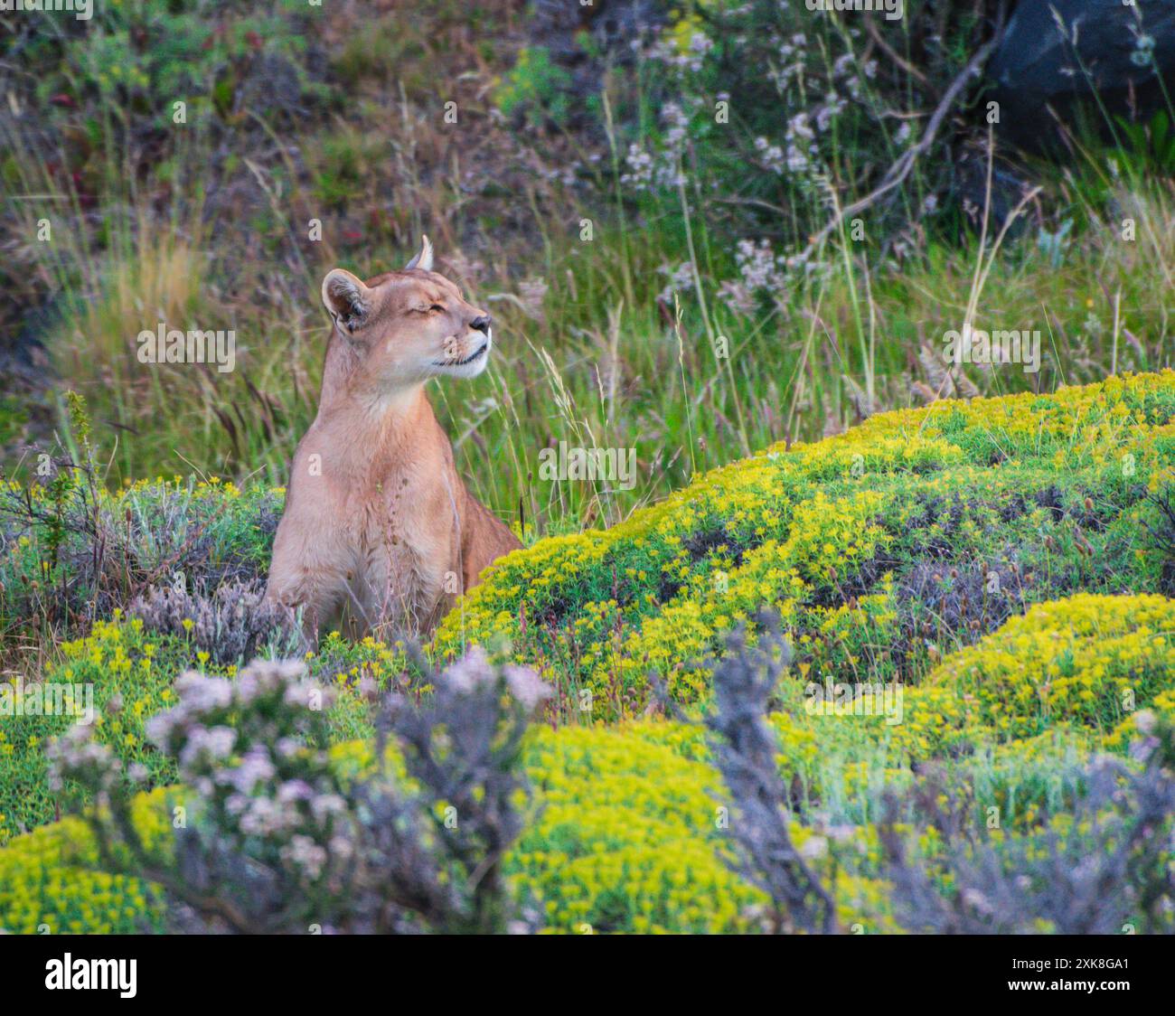 Female Puma in Torres del Paine National Park Stock Photo - Alamy