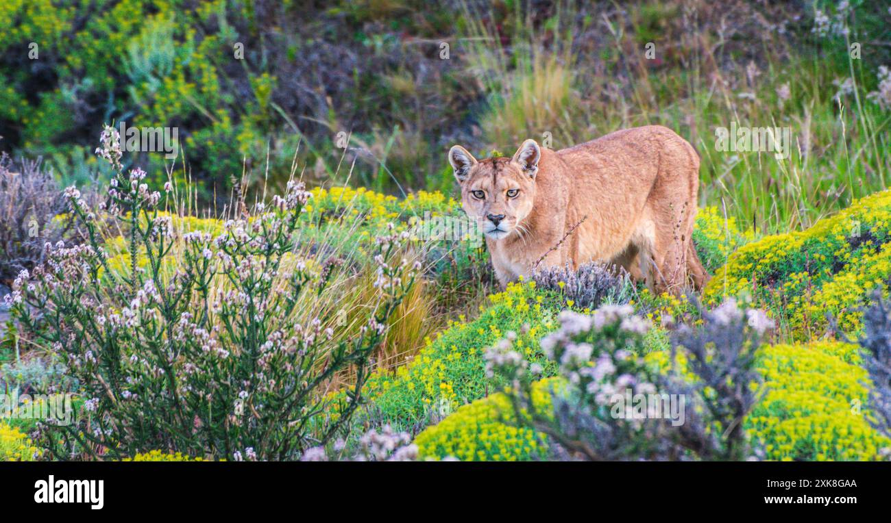 Female Puma in Torres del Paine National Park Stock Photo - Alamy