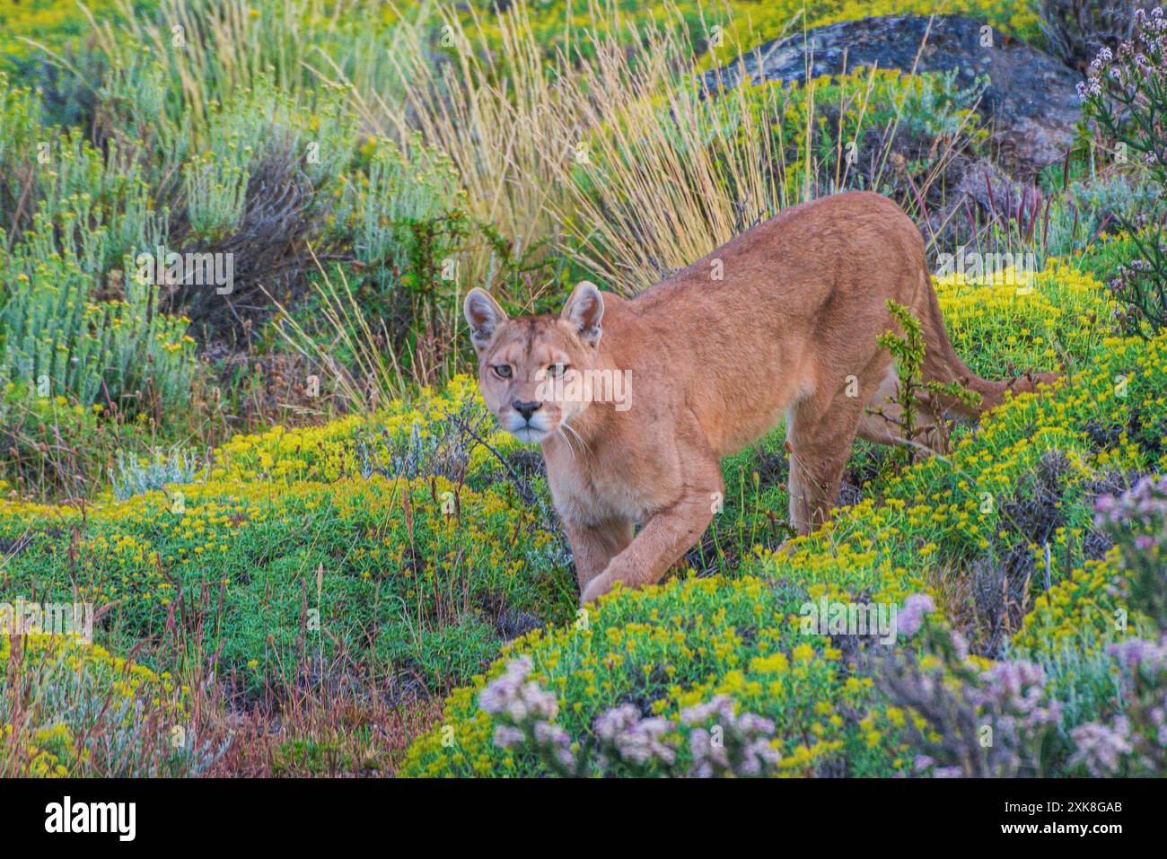 Female Puma in Torres del Paine National Park Stock Photo - Alamy