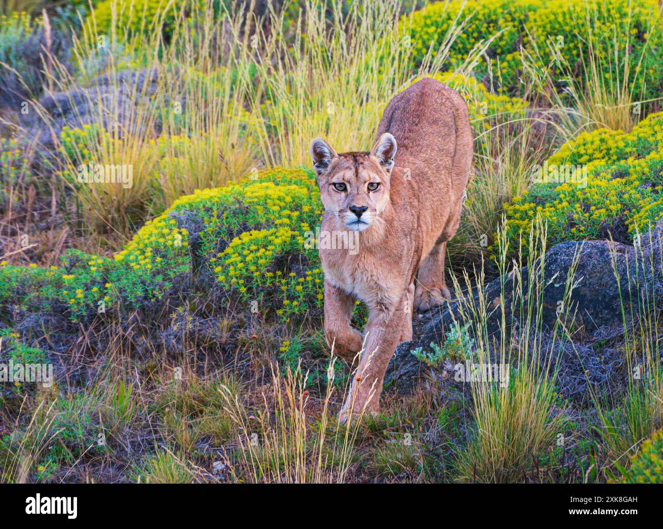 Female Puma in Torres del Paine National Park Stock Photo - Alamy