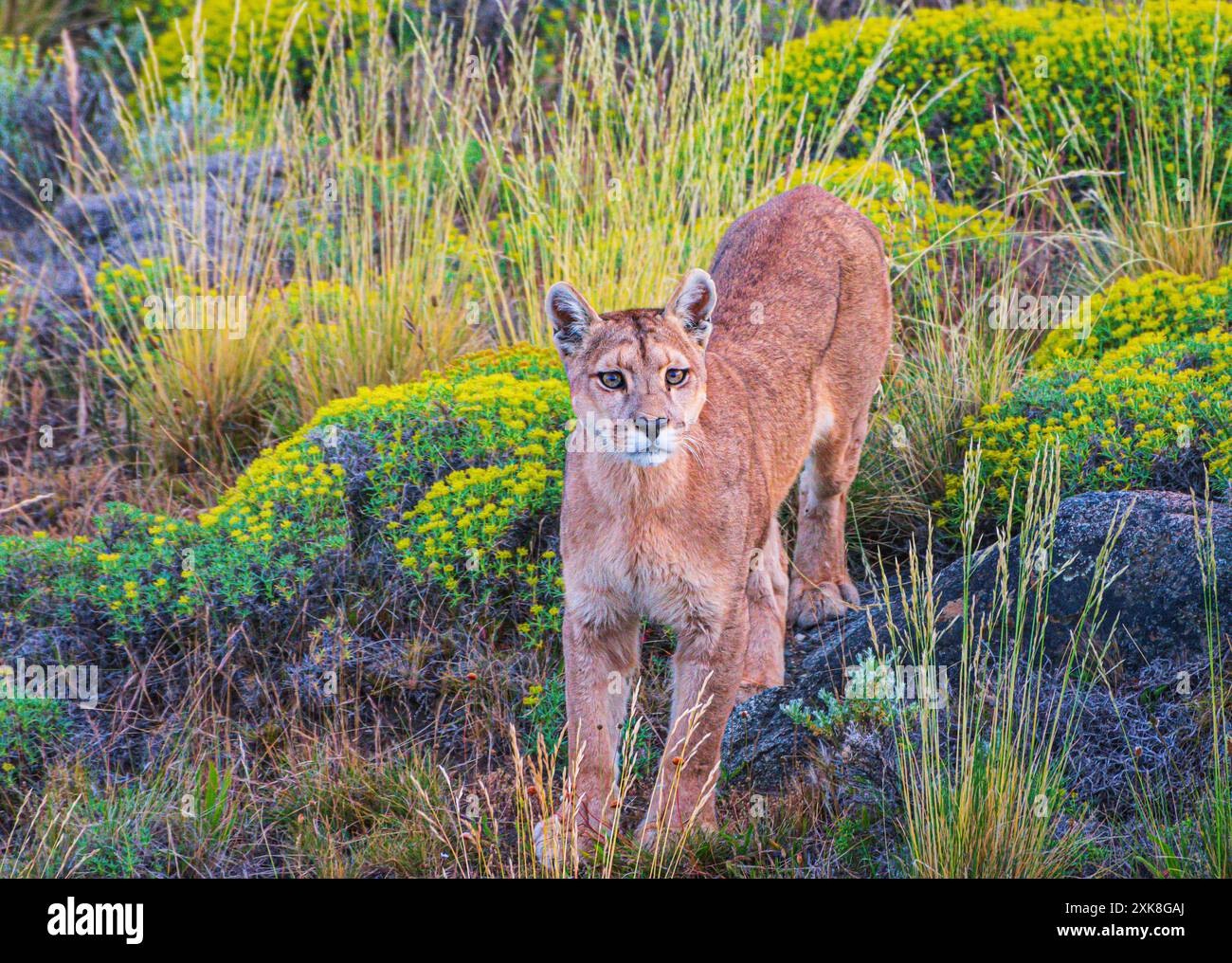 Female Puma in Torres del Paine National Park Stock Photo - Alamy
