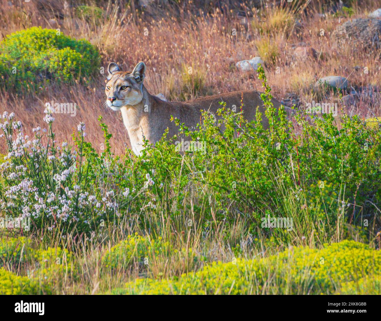 Female Puma in Torres del Paine National Park Stock Photo - Alamy