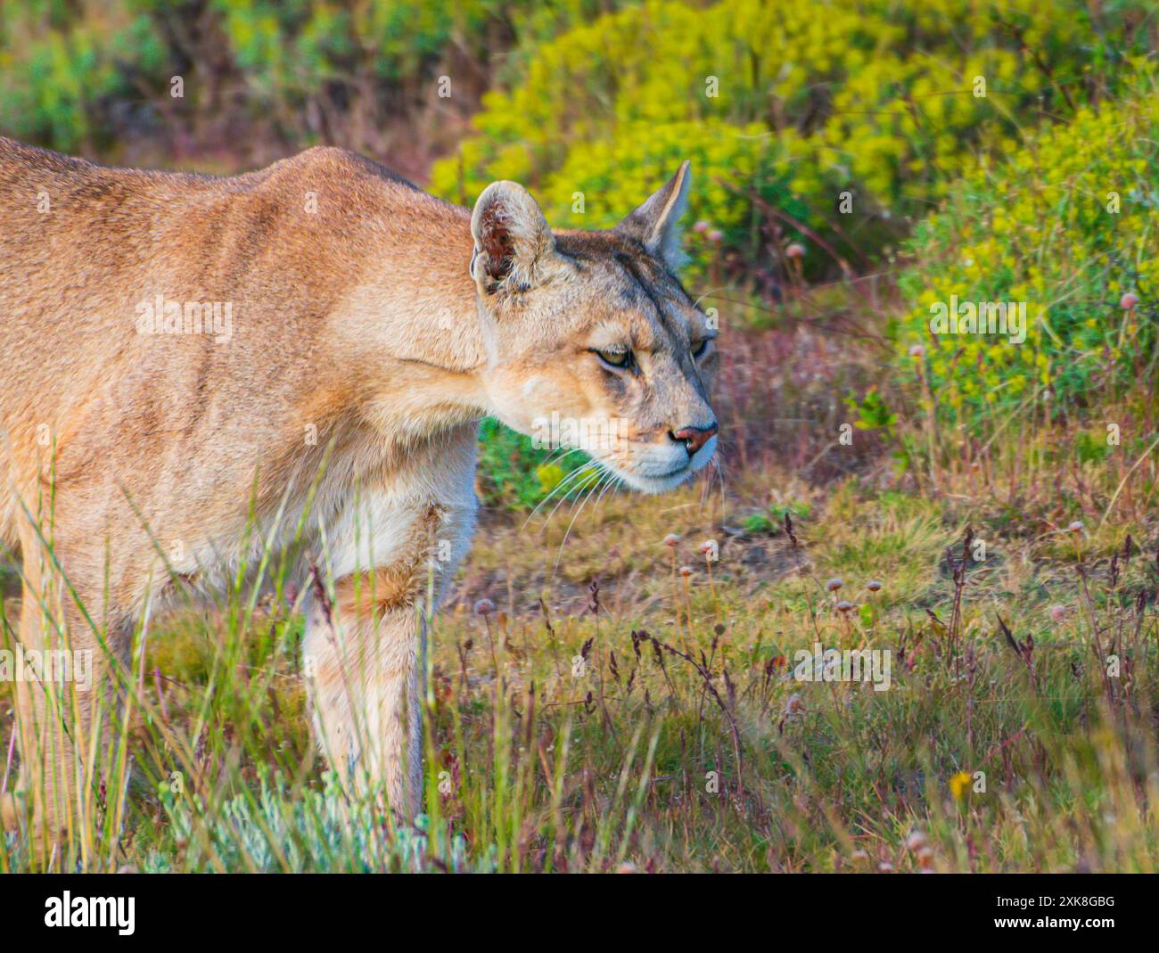 Female Puma in Torres del Paine National Park Stock Photo - Alamy