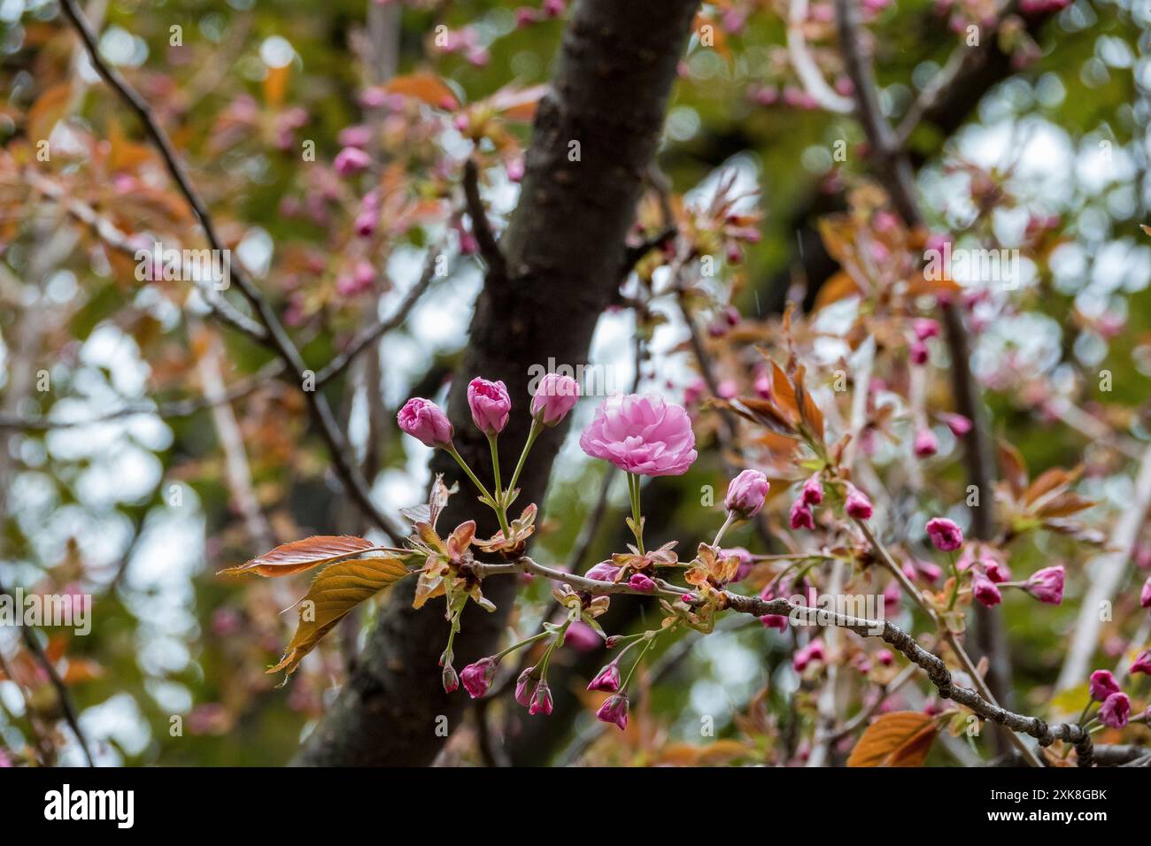 Early spring in the grounds of the former Hokkaido Government Office ...