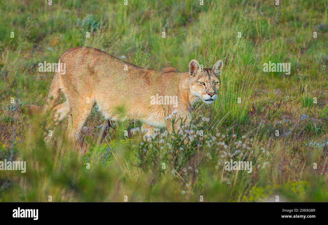 Female Puma in Torres del Paine National Park Stock Photo - Alamy