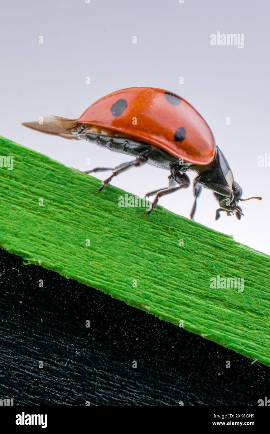 Beautiful photo of red ladybug walking on a notice board Stock Photo ...