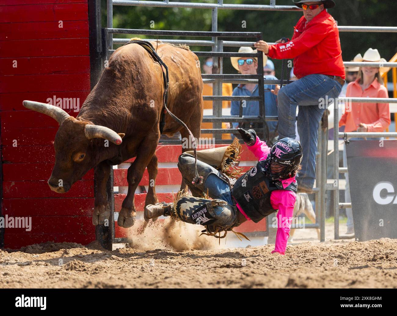 Erin, Canada. 21st July, 2024. A cowboy falls in the bull riding event ...
