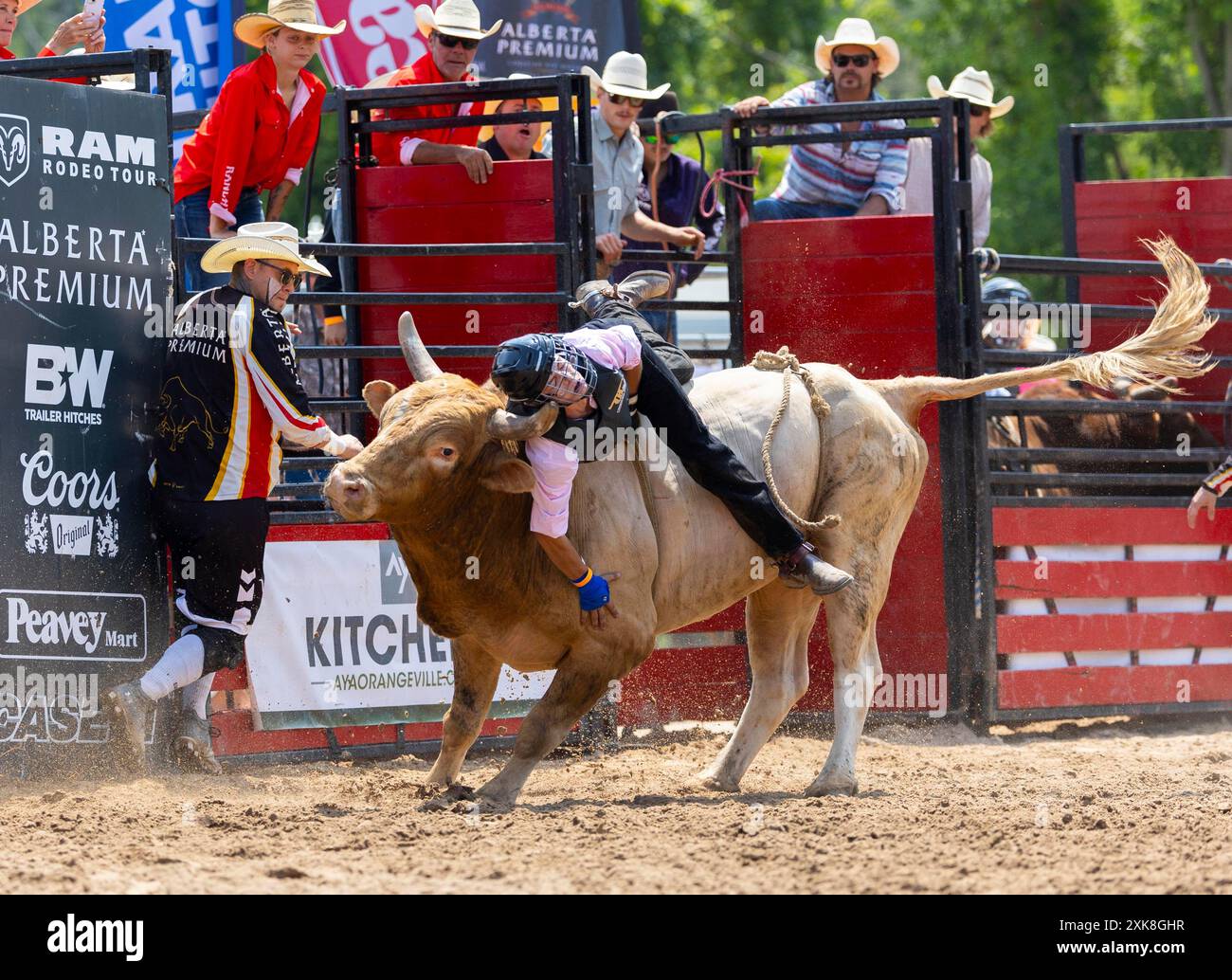 Erin, Canada. 21st July, 2024. A cowboy competes in the bull riding ...