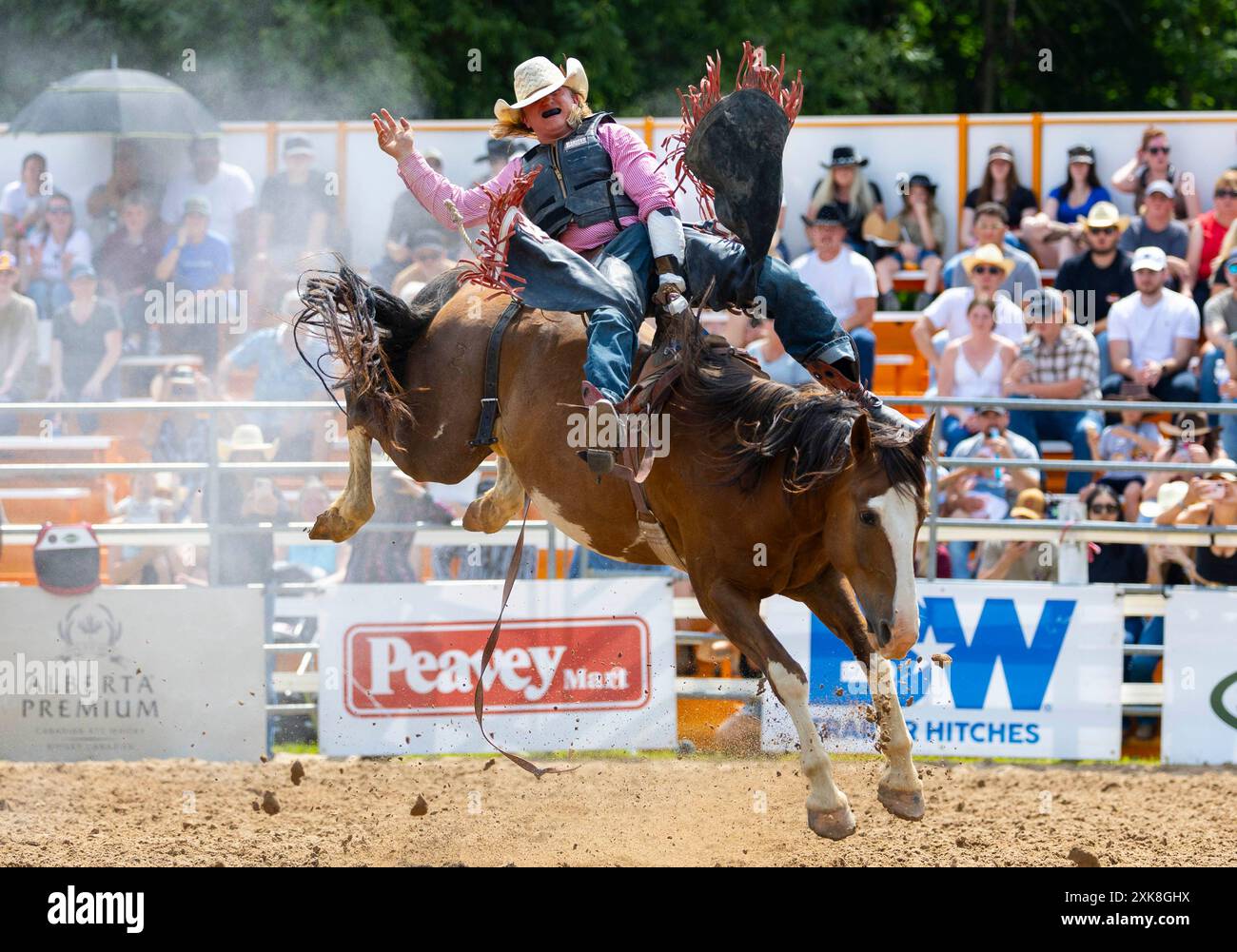 Erin, Canada. 21st July, 2024. A cowboy competes in the bareback riding ...