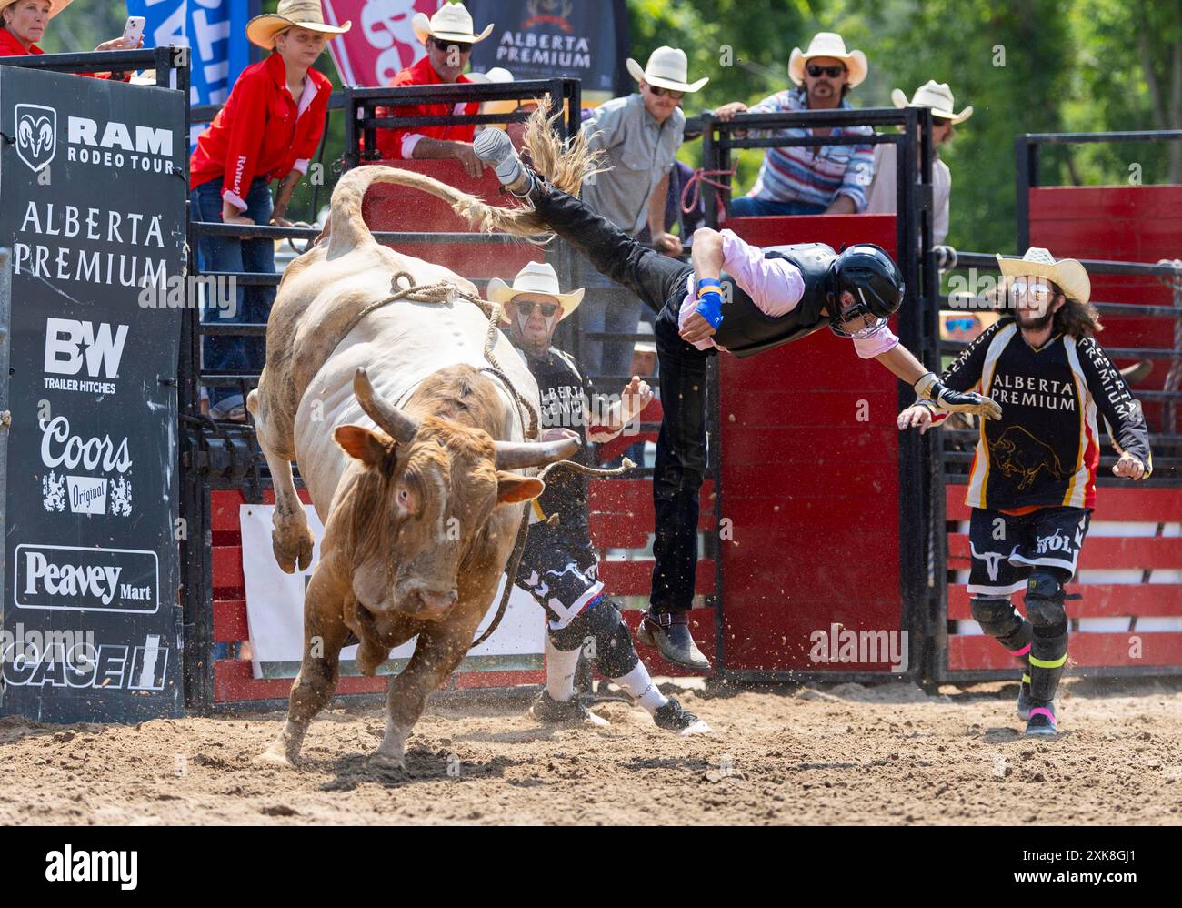 Erin, Canada. 21st July, 2024. A cowboy falls in the bull riding event ...