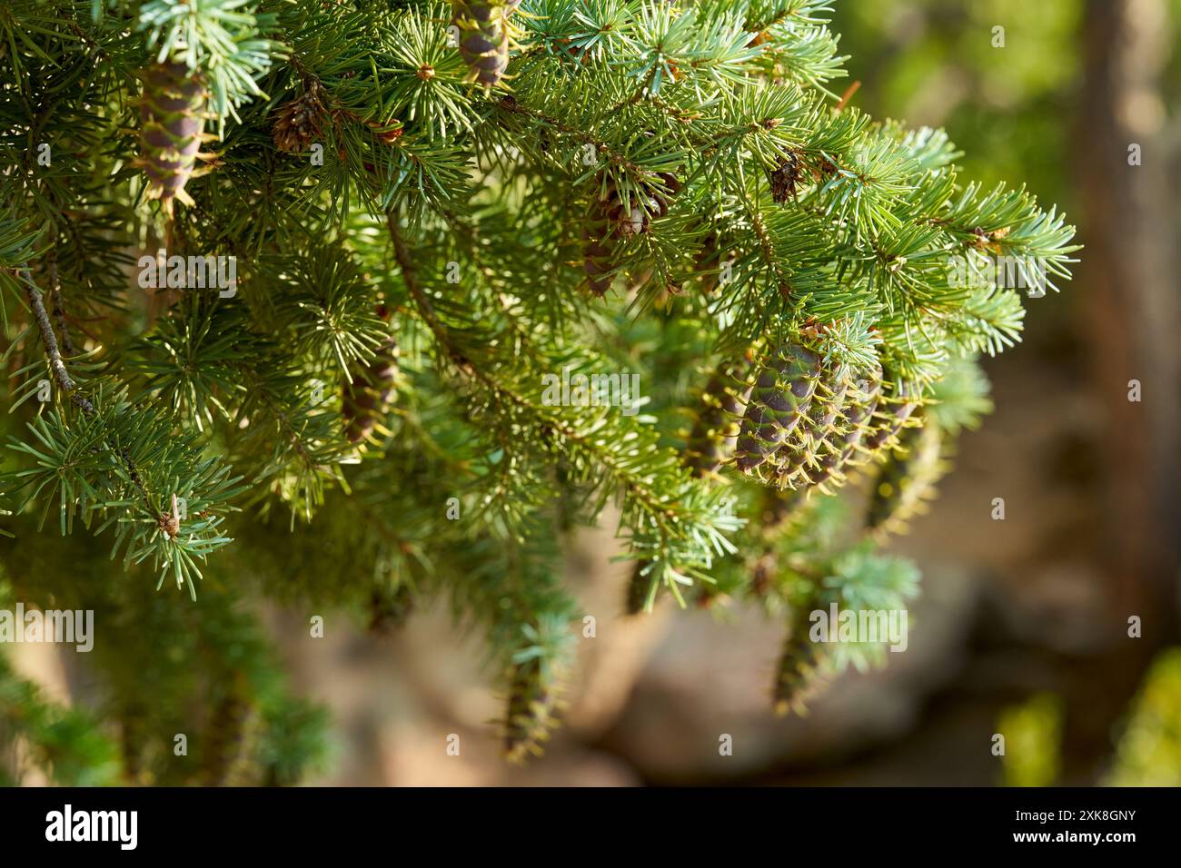 Doug woods hi-res stock photography and images - Alamy