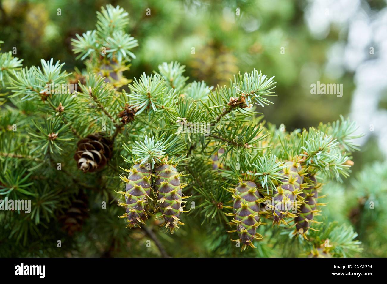 Douglas Fir - new growth with developing seed cones Stock Photo - Alamy