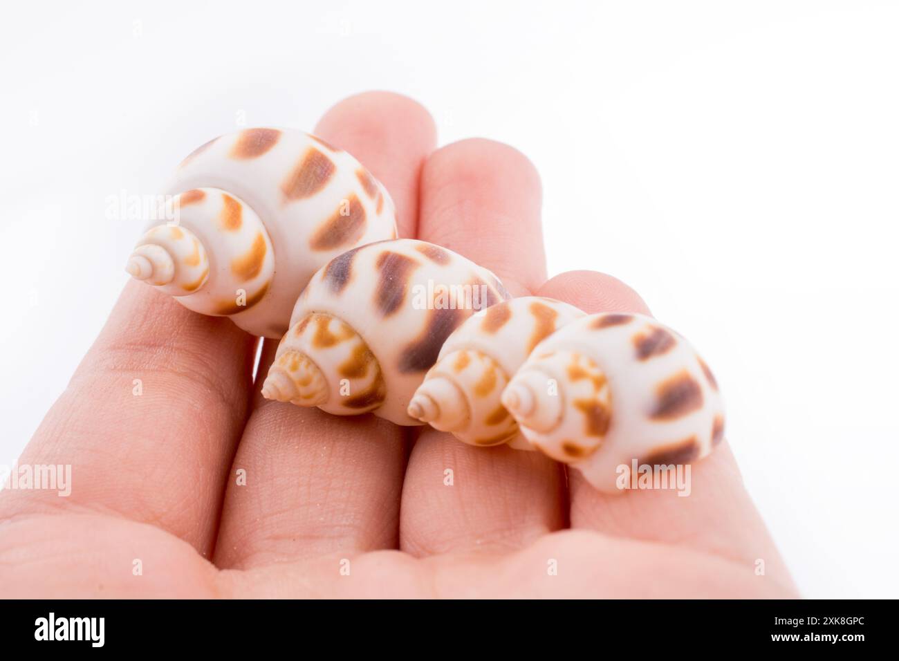Hand holding Beautiful sea shell on a white background Stock Photo - Alamy