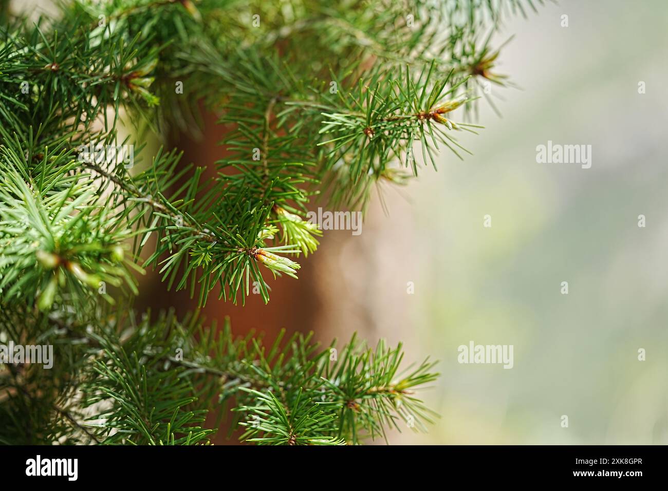 Douglas Fir - new growth Stock Photo - Alamy
