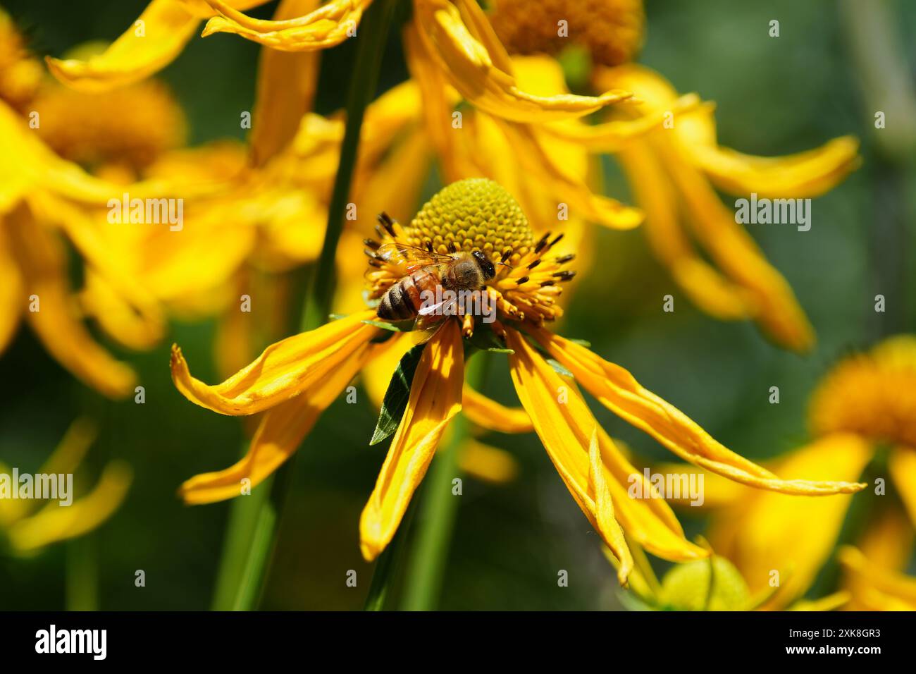 Honey bee gathering pollen from cutleaf coneflower Stock Photo - Alamy