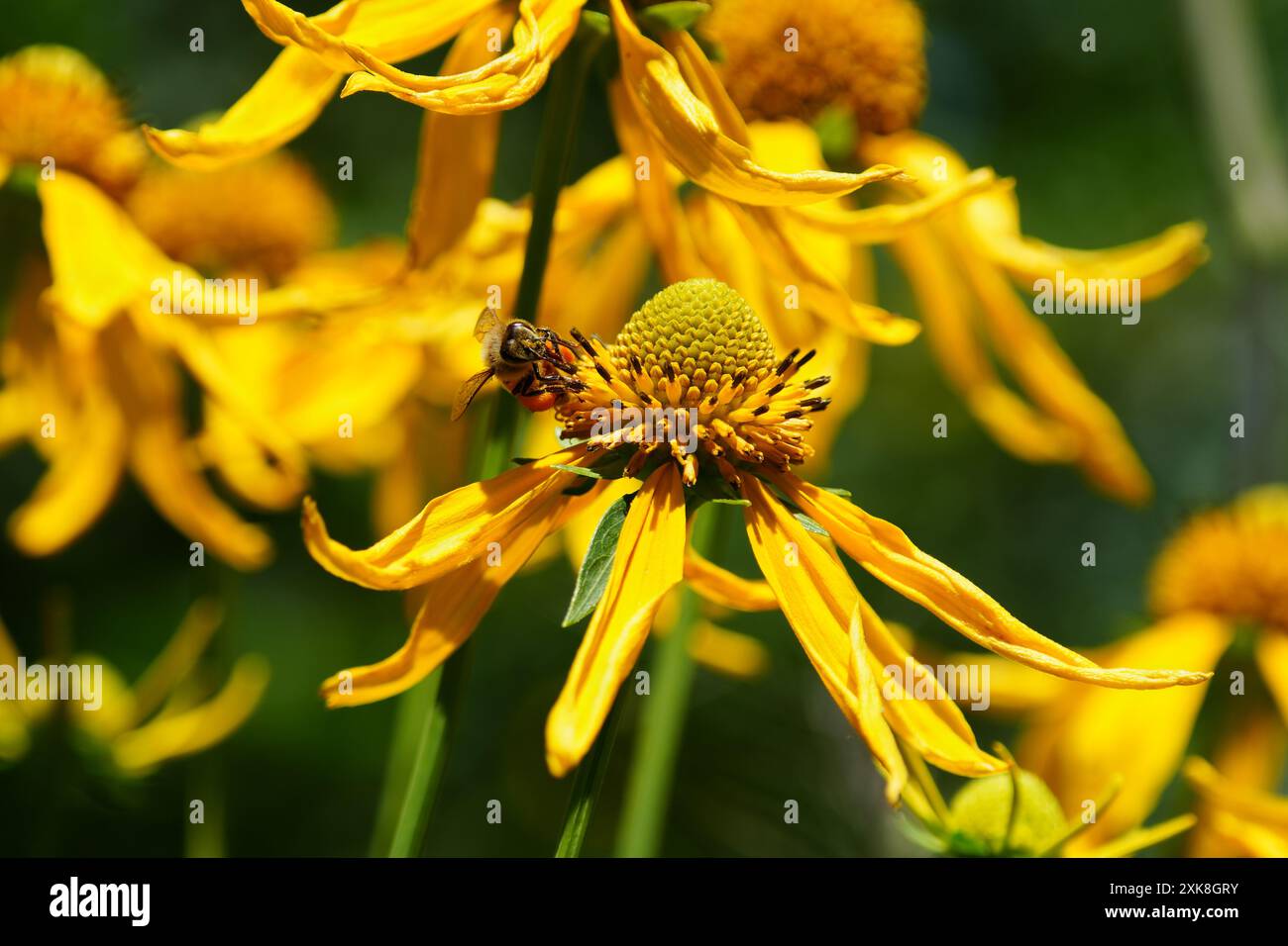 Honey bee gathering pollen from cutleaf coneflower Stock Photo - Alamy