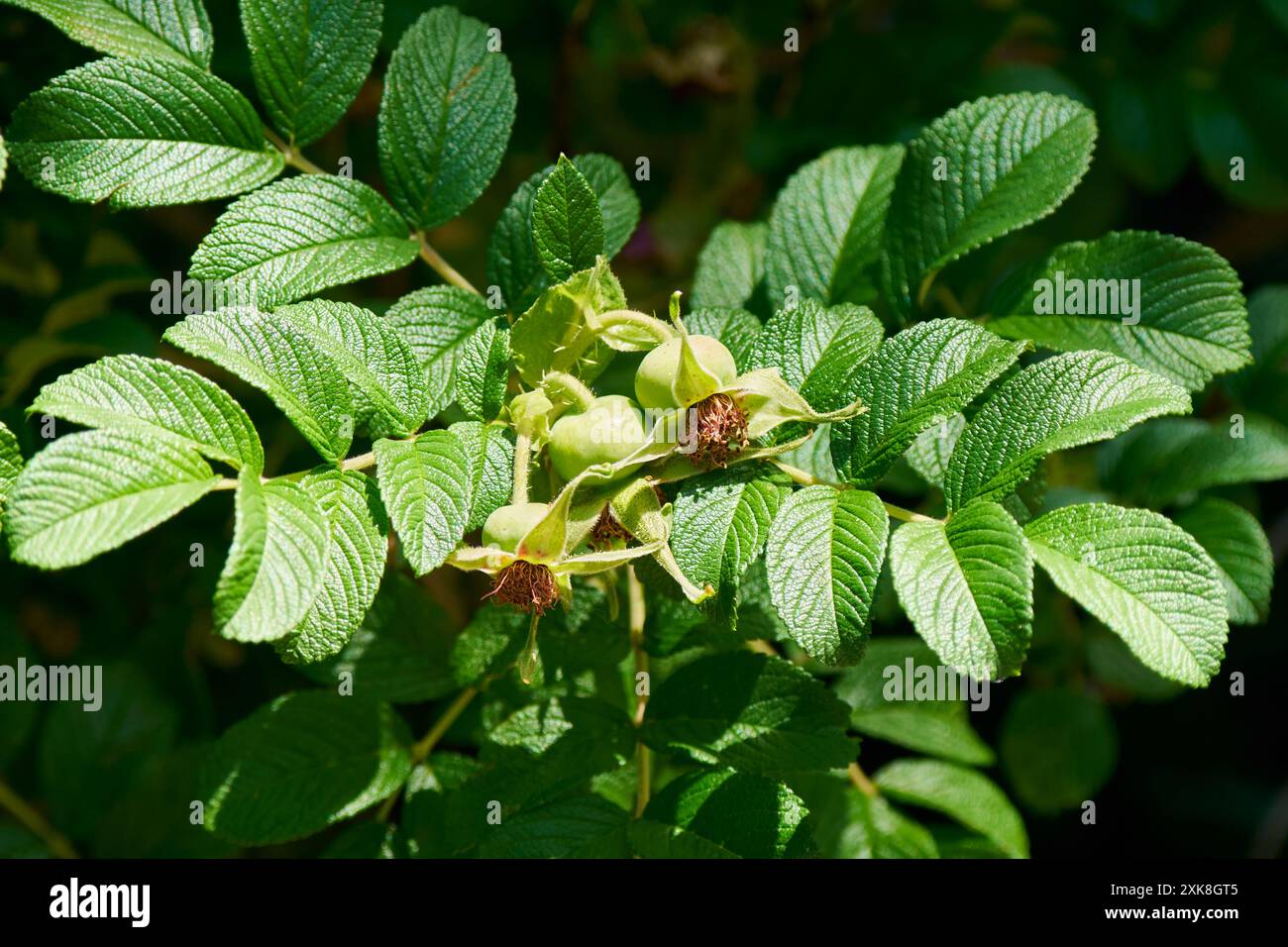Developing rose hips hi-res stock photography and images - Alamy