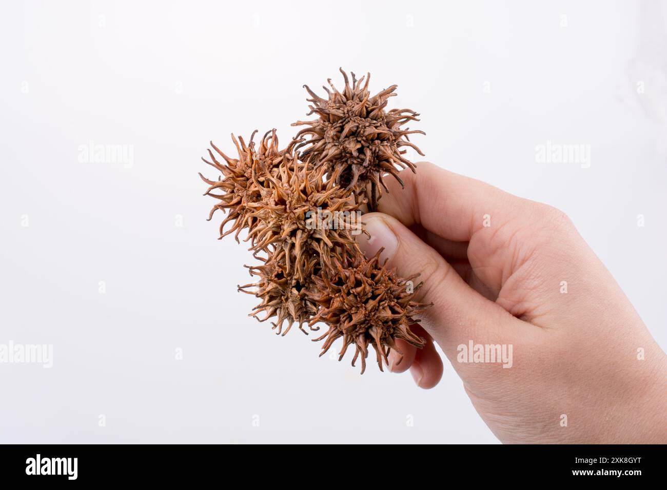 Hand holding brown pods, capsules in hand on a white background Stock ...