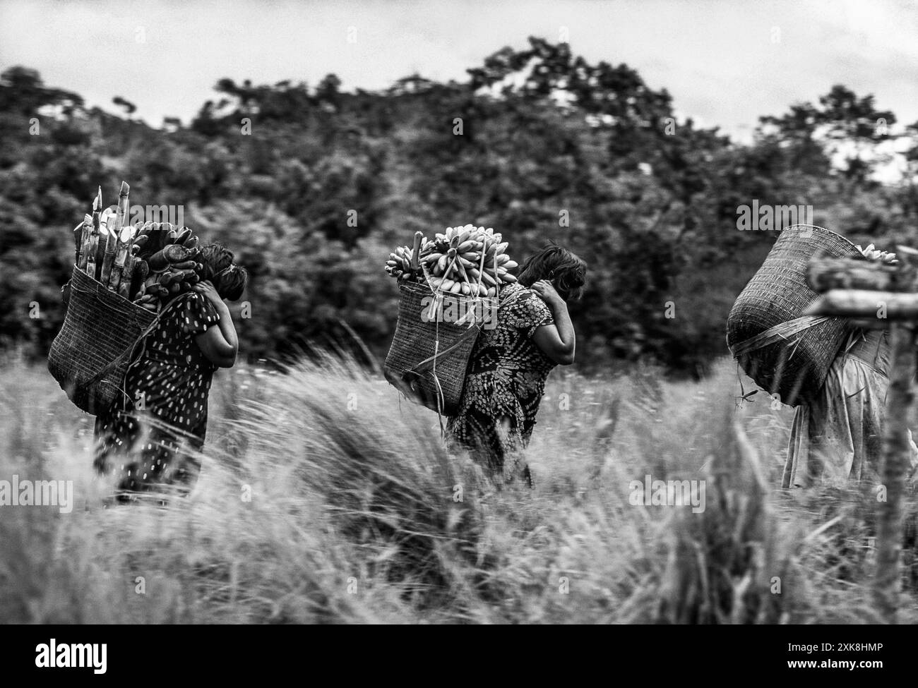 Native women walking in the forest carrying harvested bananas, La Gran ...