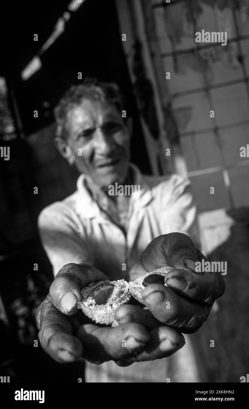 Native man holding a cracked open Sarrapia fruit or Diphysa punctata ...