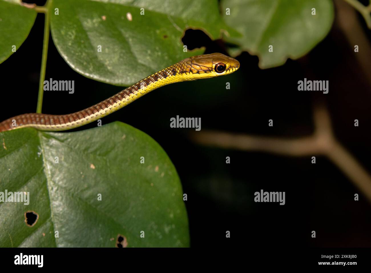 Striped Bronzeback - Dendrelaphis caudolineatus Stock Photo - Alamy