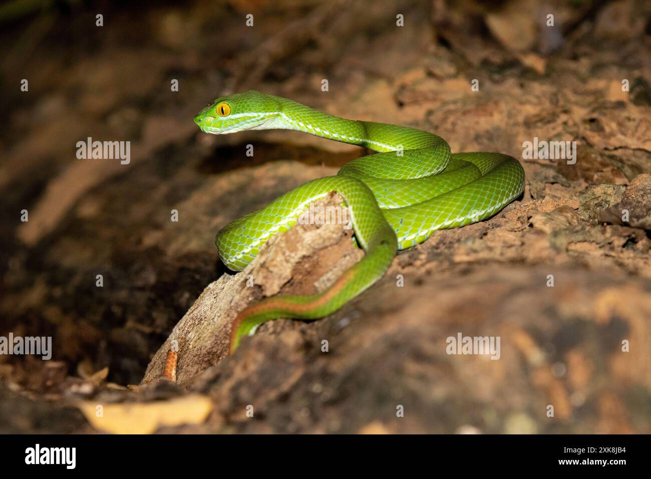 Large-eyed pit viper (Trimeresurus macrops Stock Photo - Alamy