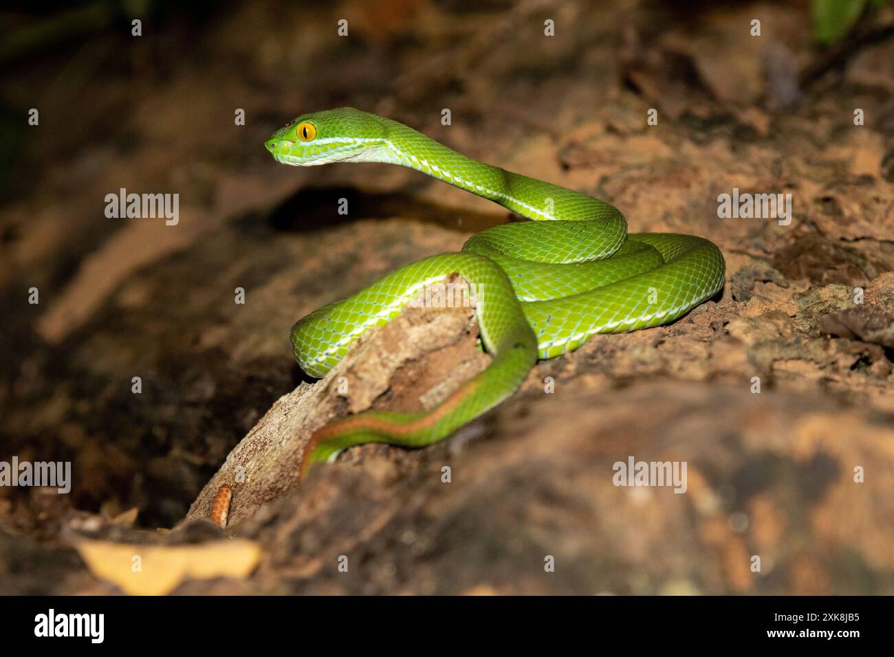 Large-eyed pit viper (Trimeresurus macrops Stock Photo - Alamy