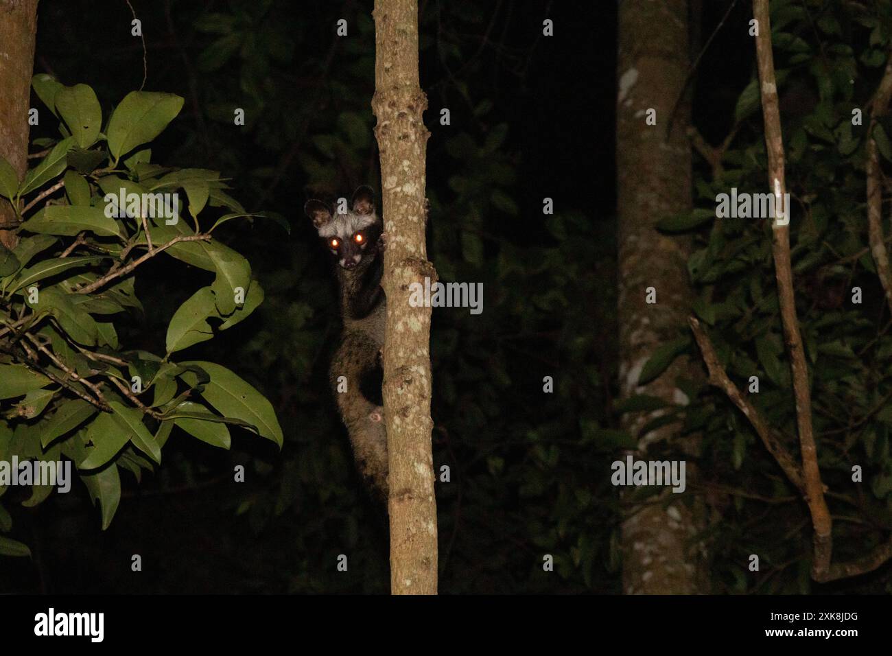 Asian Palm Civet (Paradoxurus hermaphroditus Stock Photo - Alamy