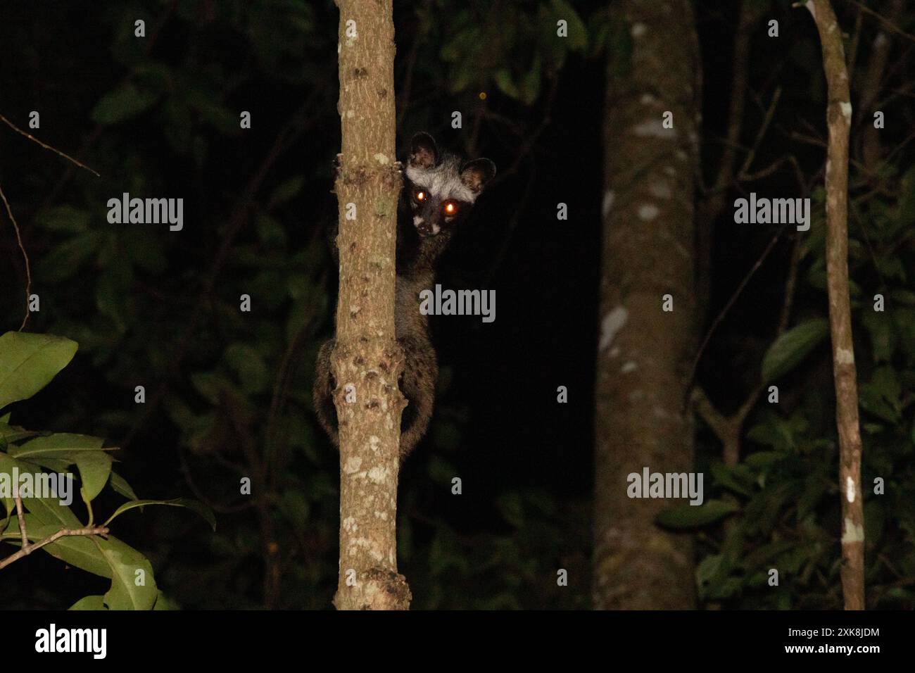 Asian Palm Civet (Paradoxurus hermaphroditus Stock Photo - Alamy