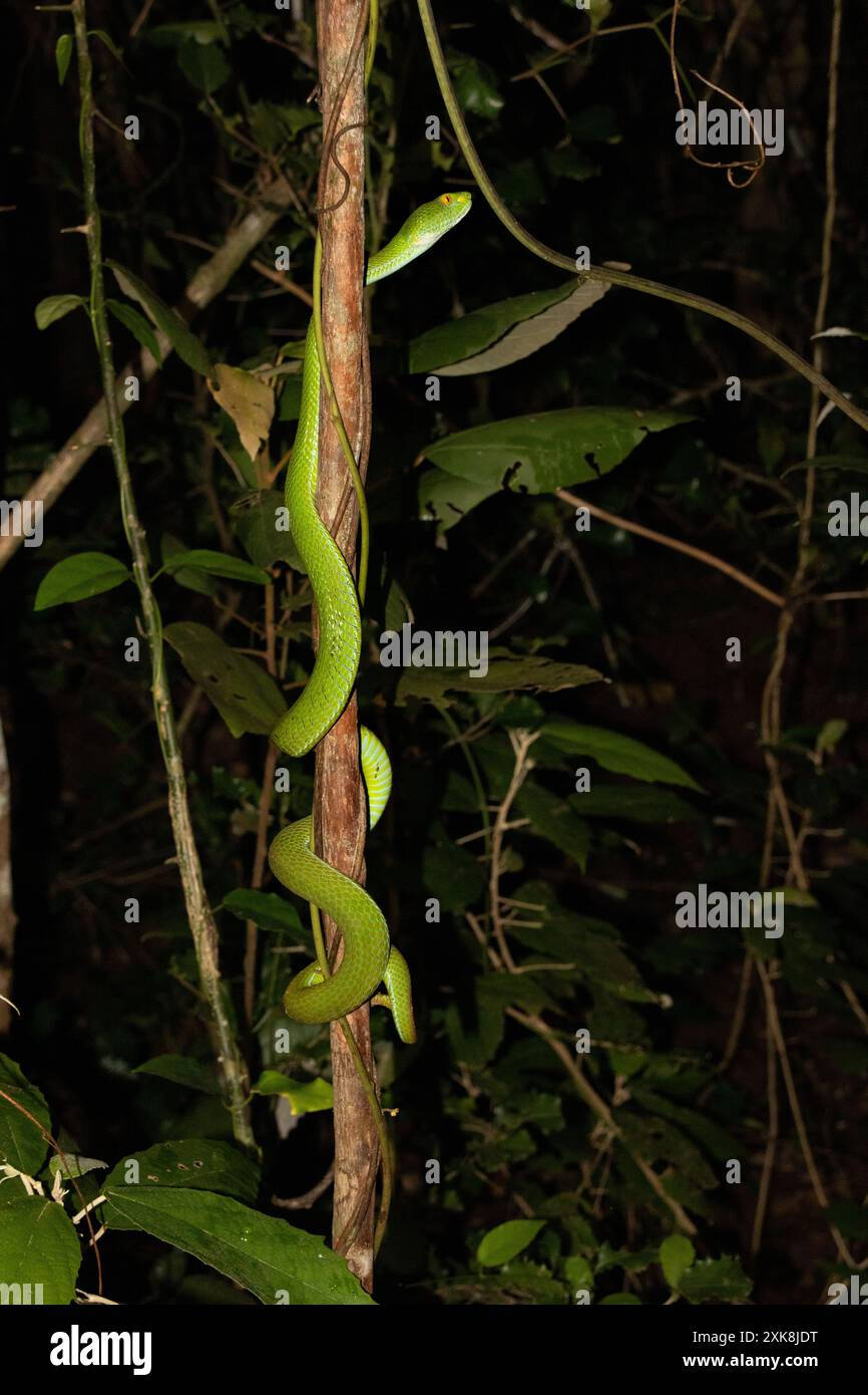 Large-eyed pit viper (Trimeresurus macrops Stock Photo - Alamy