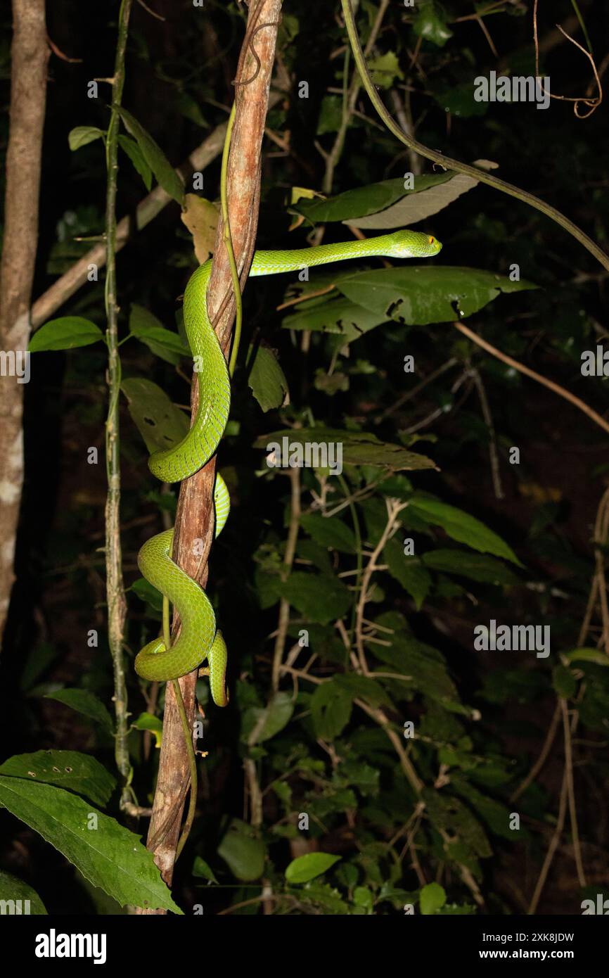 Large-eyed pit viper (Trimeresurus macrops Stock Photo - Alamy