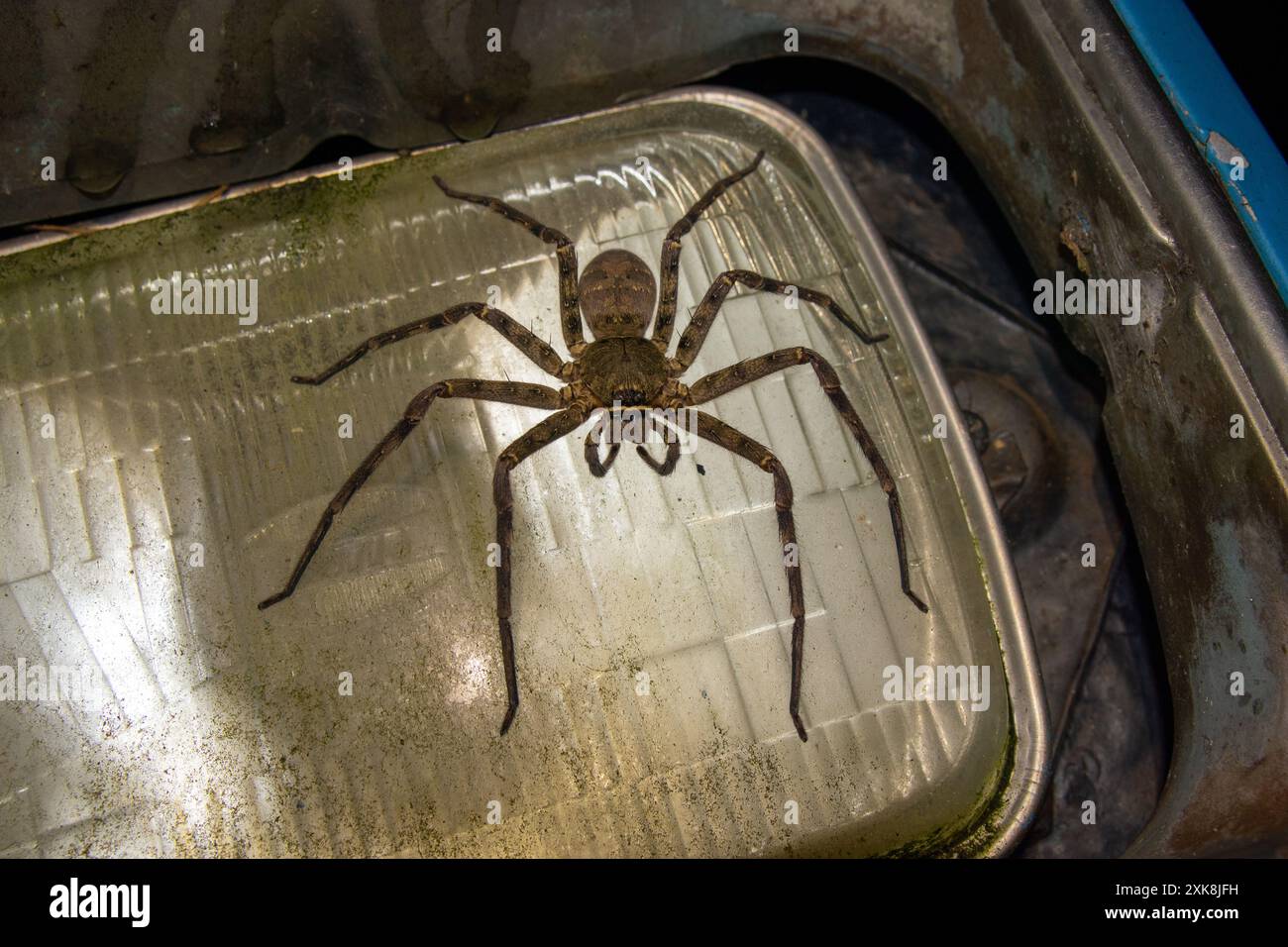 Huntsman spider car hi-res stock photography and images - Alamy
