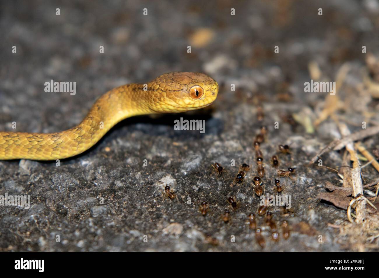 slug-eating snake, slug snake (Pareas sp Stock Photo - Alamy