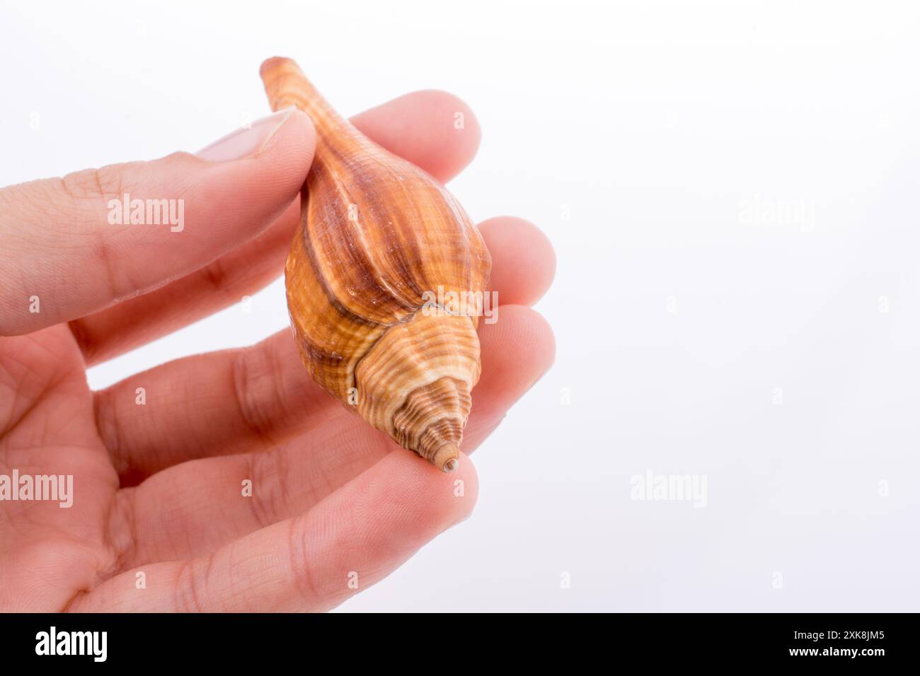 Hand holding Beautiful sea shell on a white background Stock Photo - Alamy