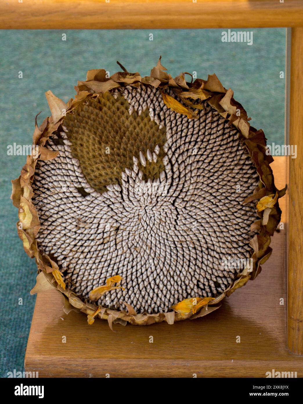 sunflower head full with ripe sunflower seeds Stock Photo - Alamy