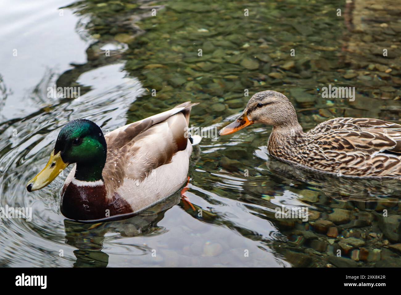 A Mallard and Hen float together in the Pristine Lake Crescent ...