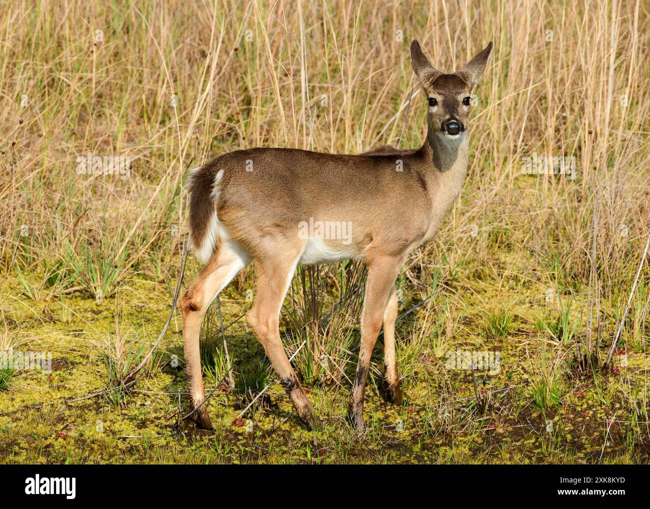 White-tailed Deer in St Andrew's State Park, Panama City, Florida Stock ...