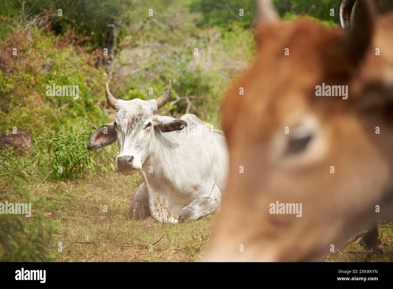 Light grey Brahman cow lying down resting in a green field. Another cow ...