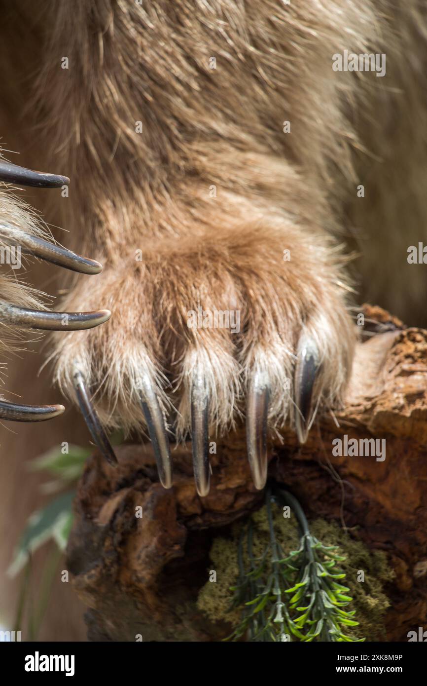 Grizzly bear sharp paws hi-res stock photography and images - Alamy