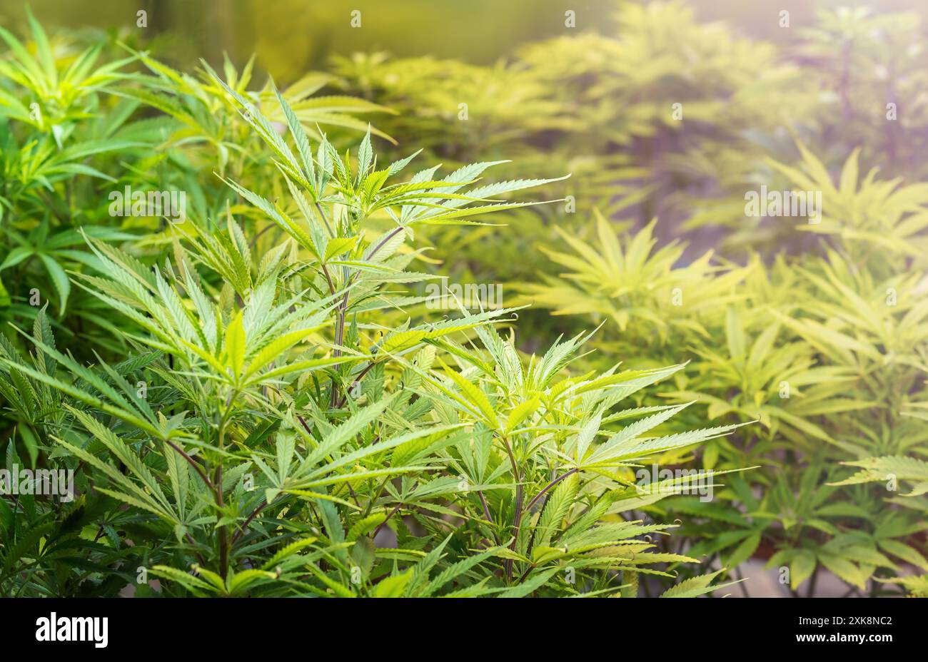 Marijuana herbal medicine hi-res stock photography and images - Alamy