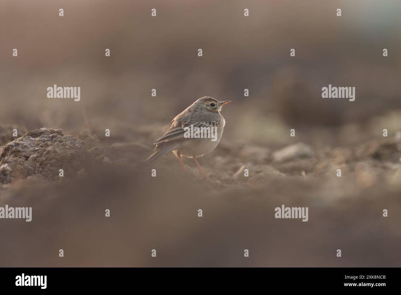 Brown bird perching on ground. Bird background. Animal background Stock ...