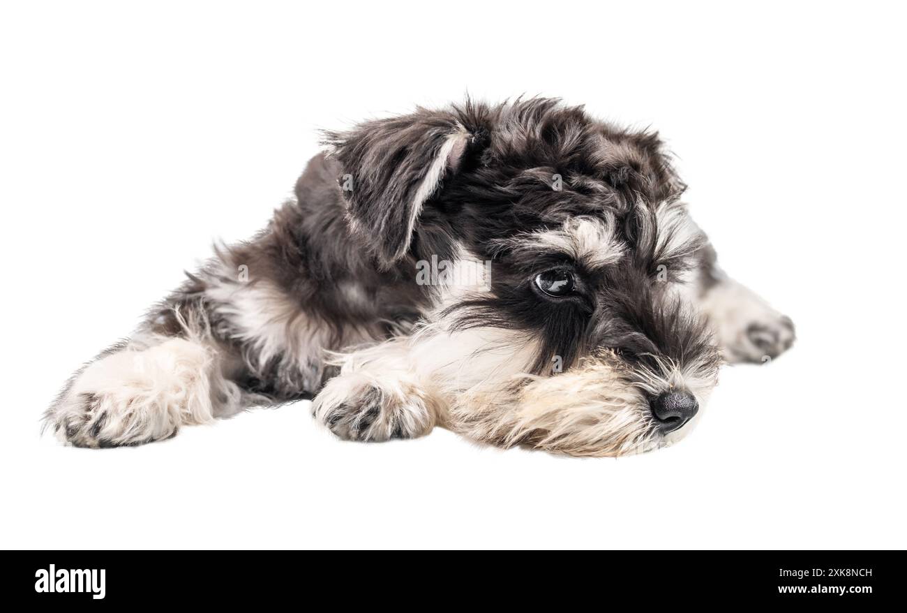 Miniature schnauzer puppy lying and looking to the side isolated on ...
