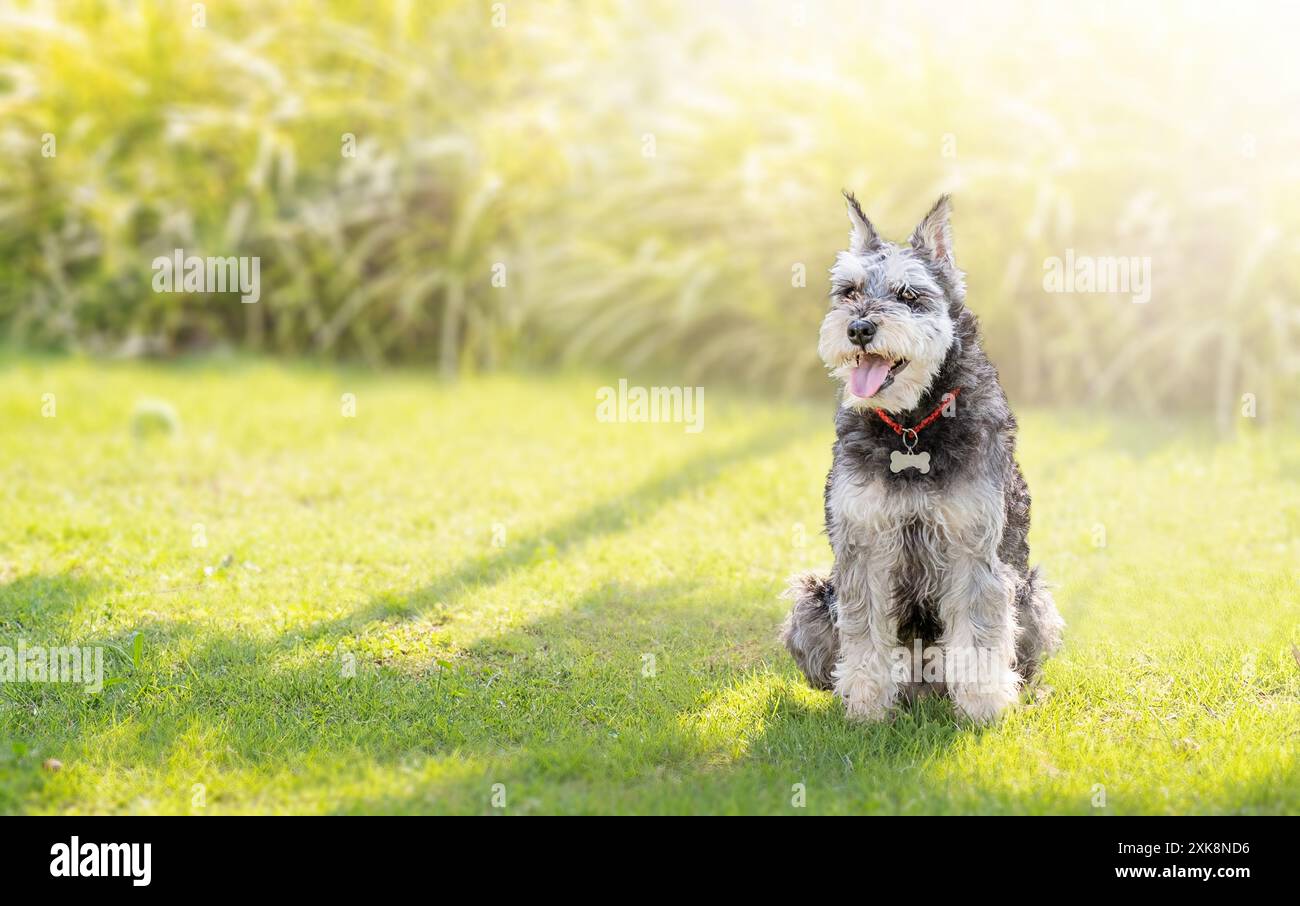 Miniature schnauzer dog walking outdoor hi-res stock photography and ...