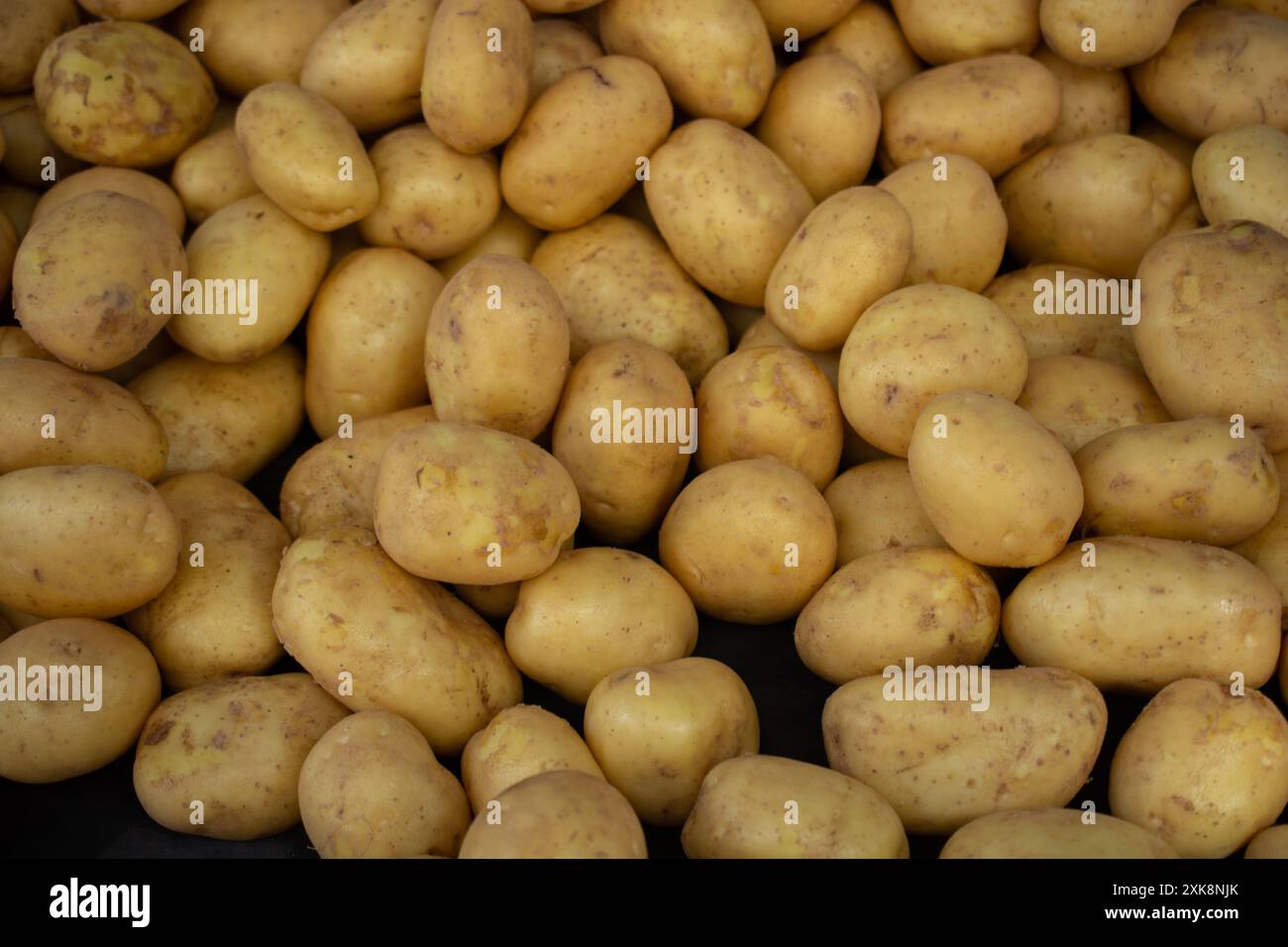 The concept of fresh vegetables, organic natural food, growing potatoes ...